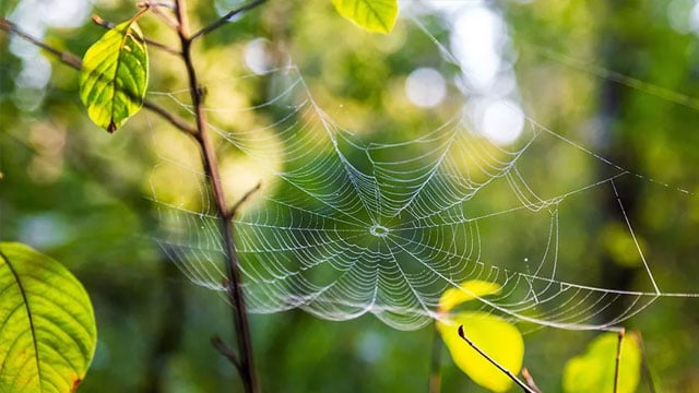 The FEM mesh of the future - mastering complexity, automating the mesh!